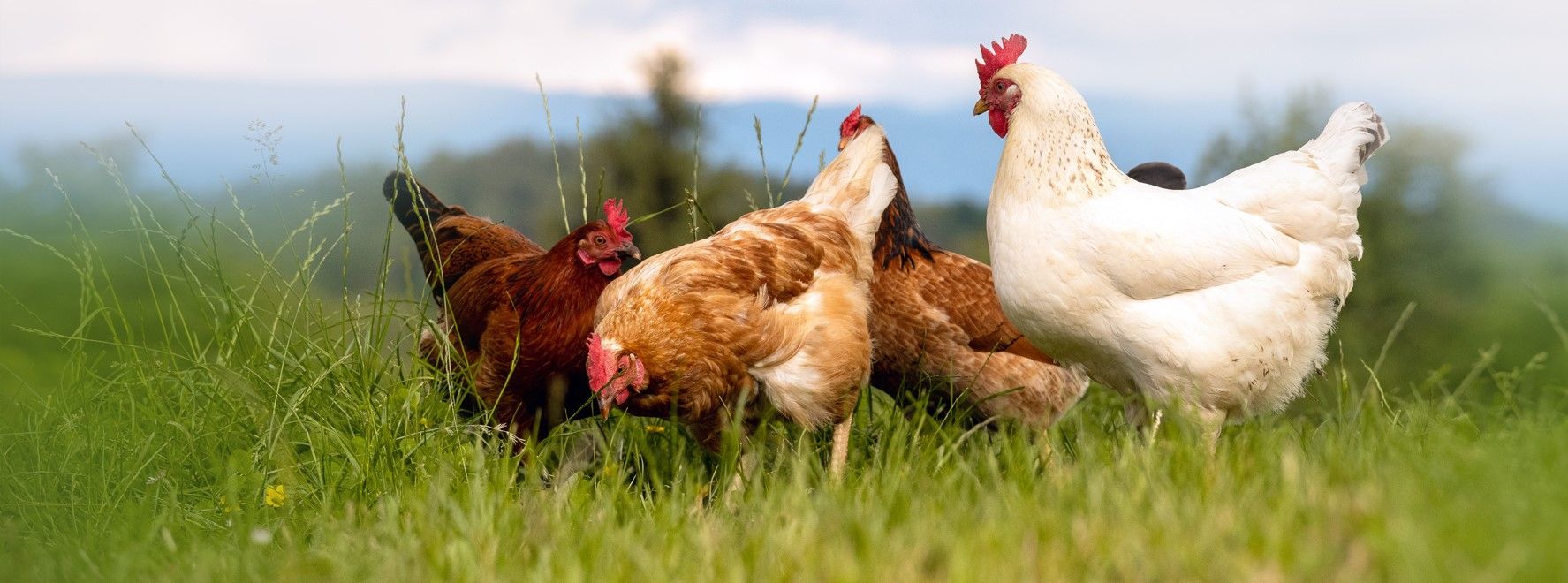 Kleintier Futtershop | derfuttershop.de